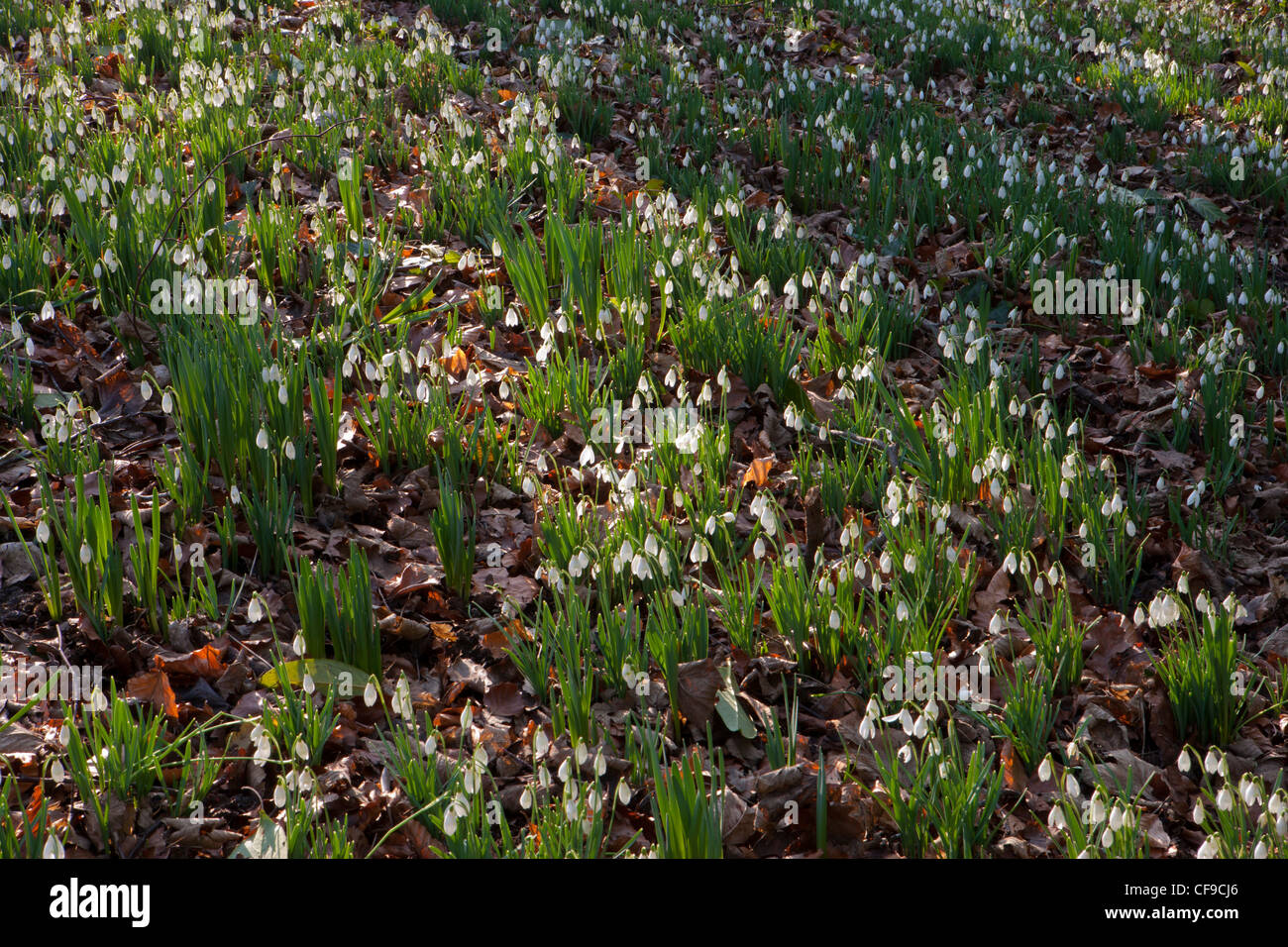 Snowdrops snowdrops garden gardens in woodland at Painswick Rococo ...