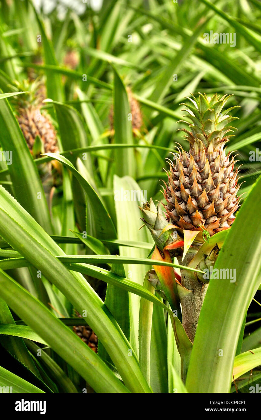Pineapple Farm Wallpaper