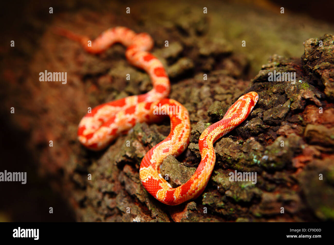 baby corn snake Stock Photo - Alamy