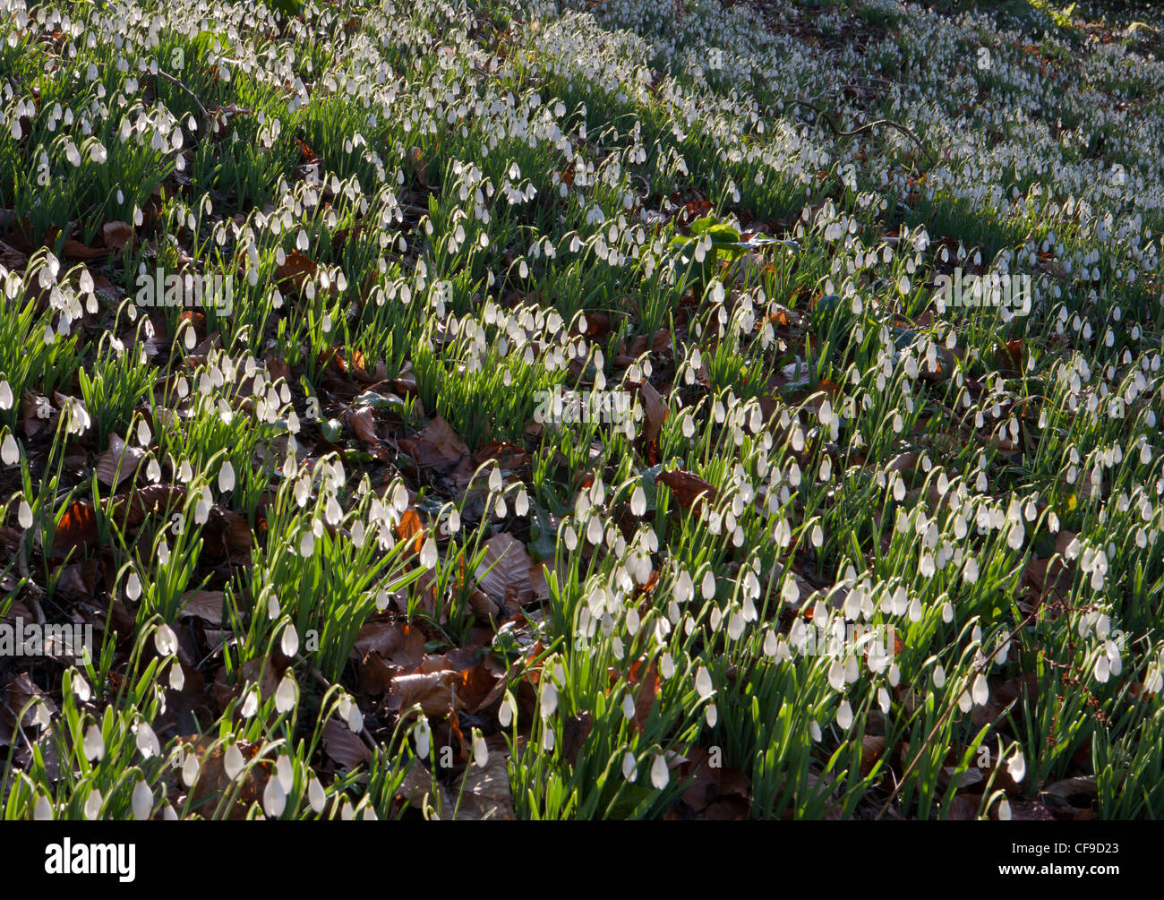 Snowdrops snowdrops garden gardens in woodland at Painswick Rococo ...