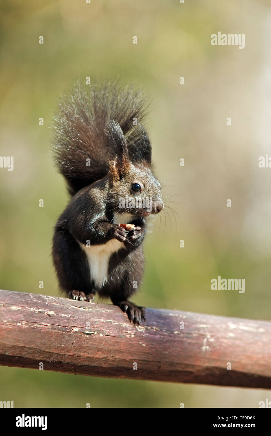 Black red squirrel hi-res stock photography and images - Alamy