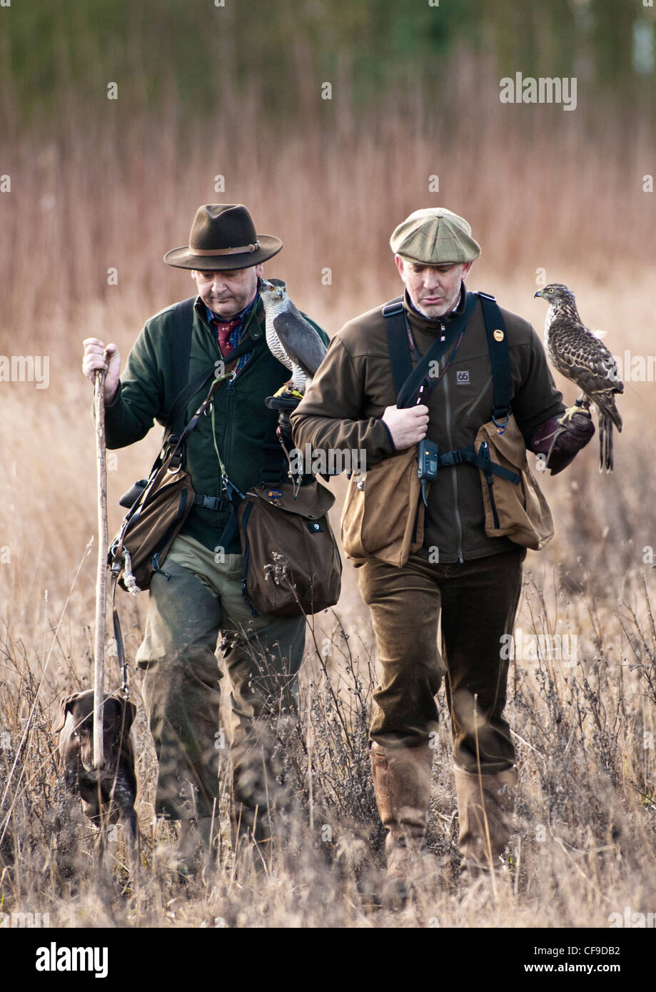 Falconry dog hi-res stock photography and images - Alamy