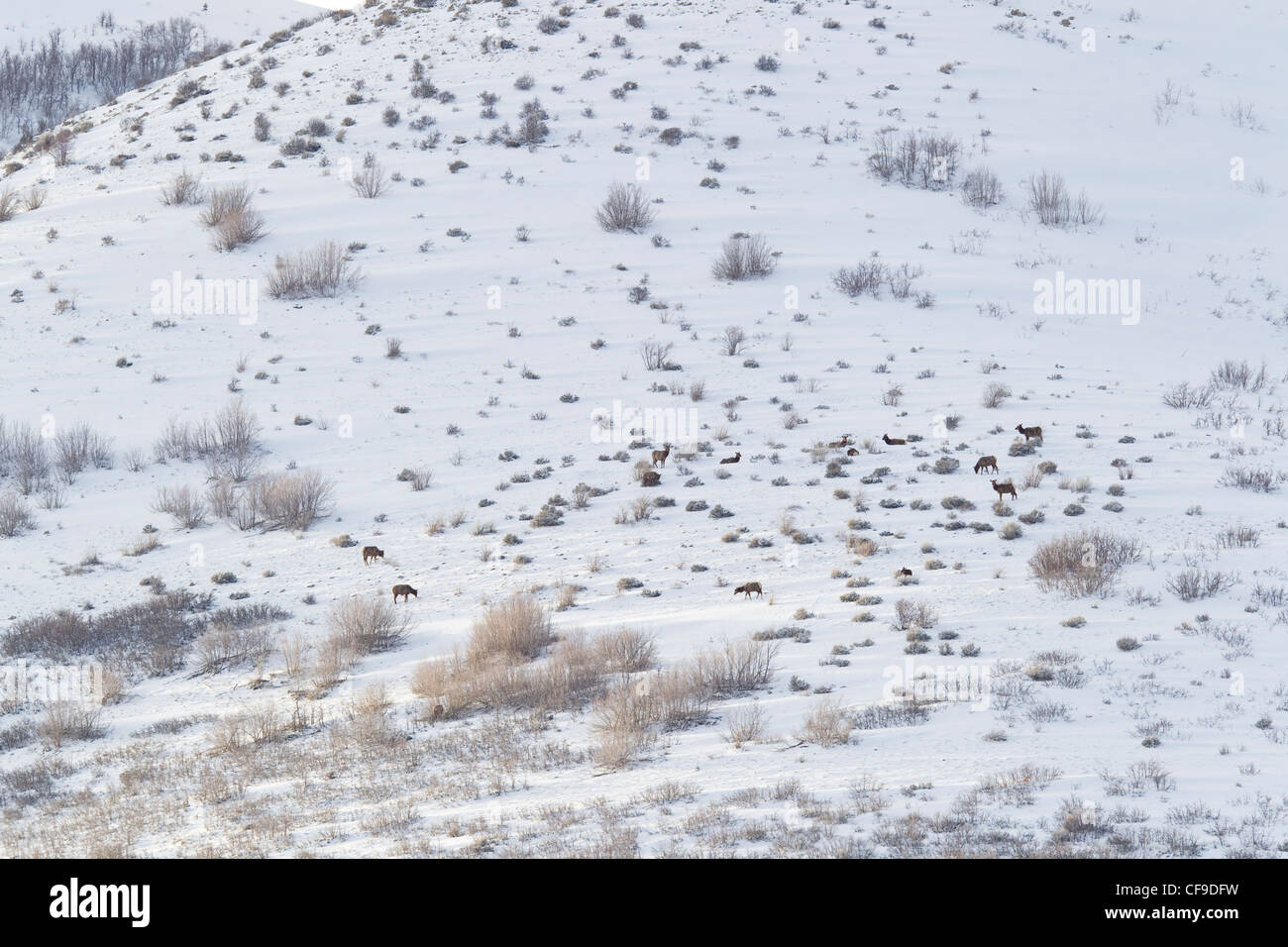 Grazing wapiti hi-res stock photography and images - Alamy