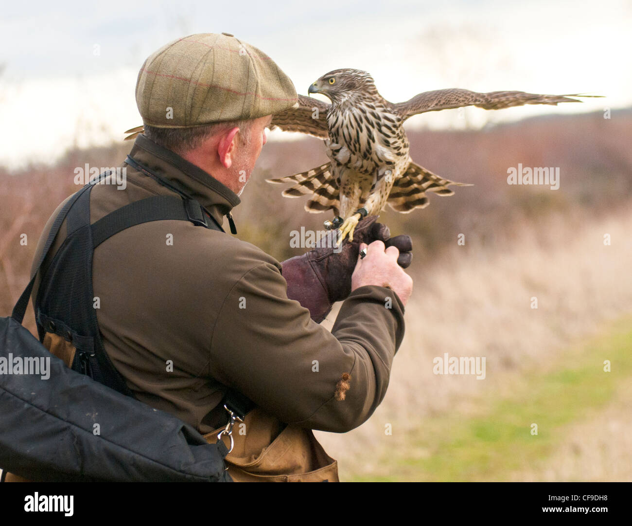 Bird falcon falconer falconry goshawk hawk hunting raptor uk bird hi ...