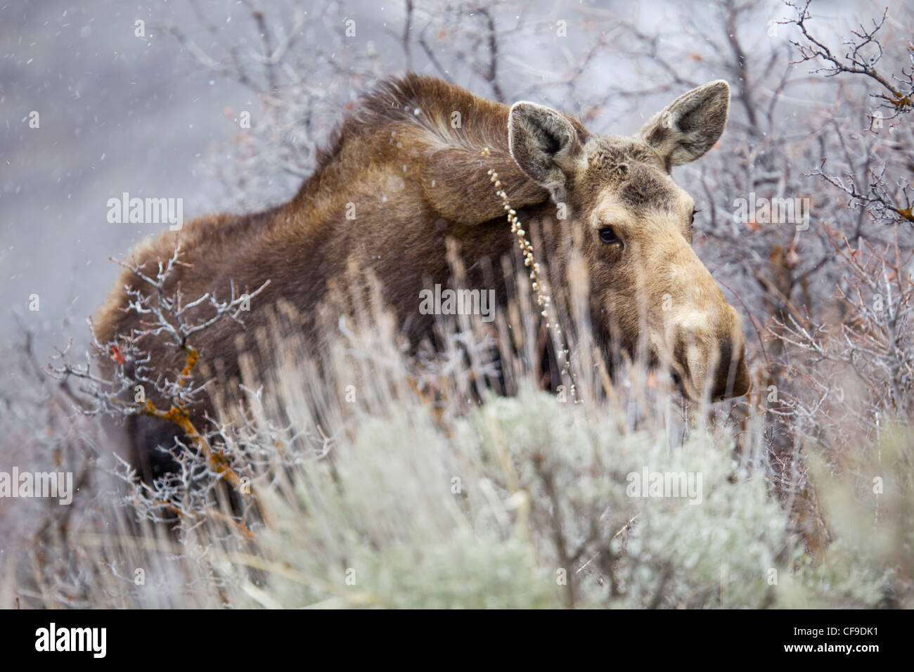 A cow North American moose (Alces alces) walking through sagebrush and ...
