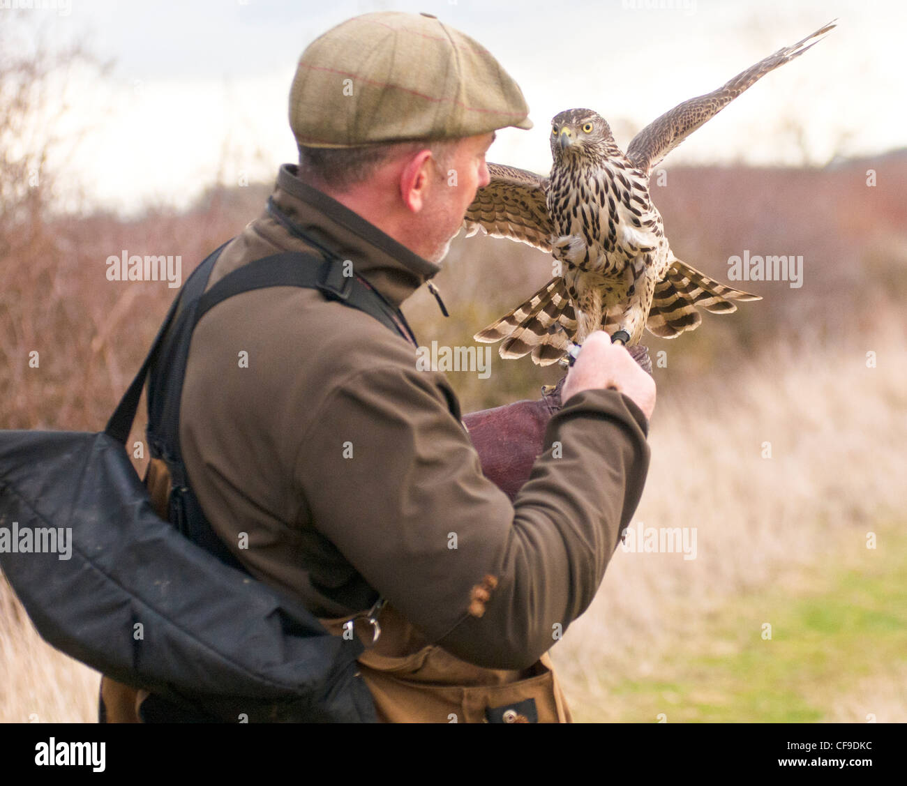 Bird falcon falconer falconry goshawk hawk hunting raptor uk bird hi ...