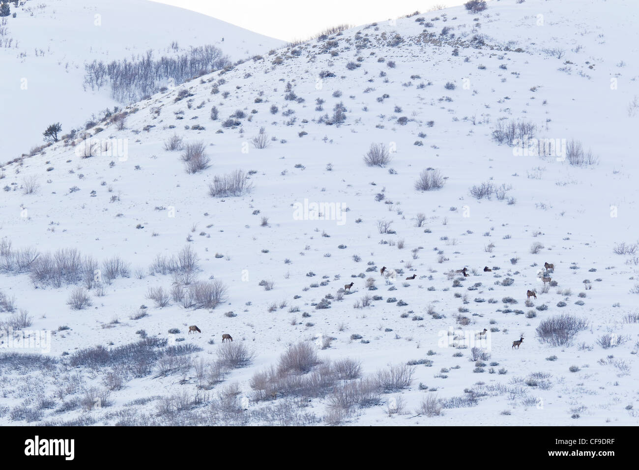 Grazing wapiti hi-res stock photography and images - Alamy