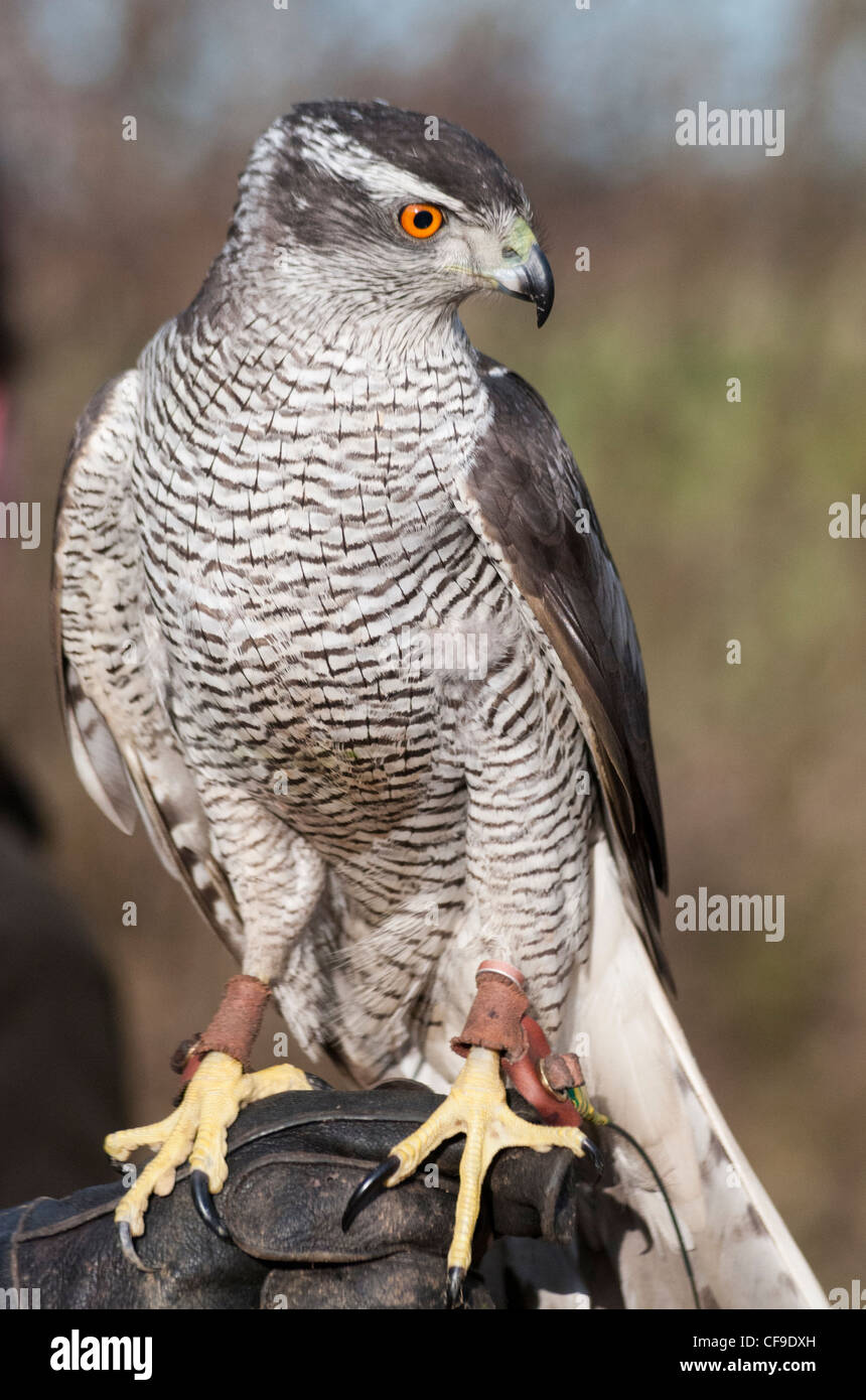 Bird falcon falconer falconry goshawk hawk hunting raptor uk bird hi ...