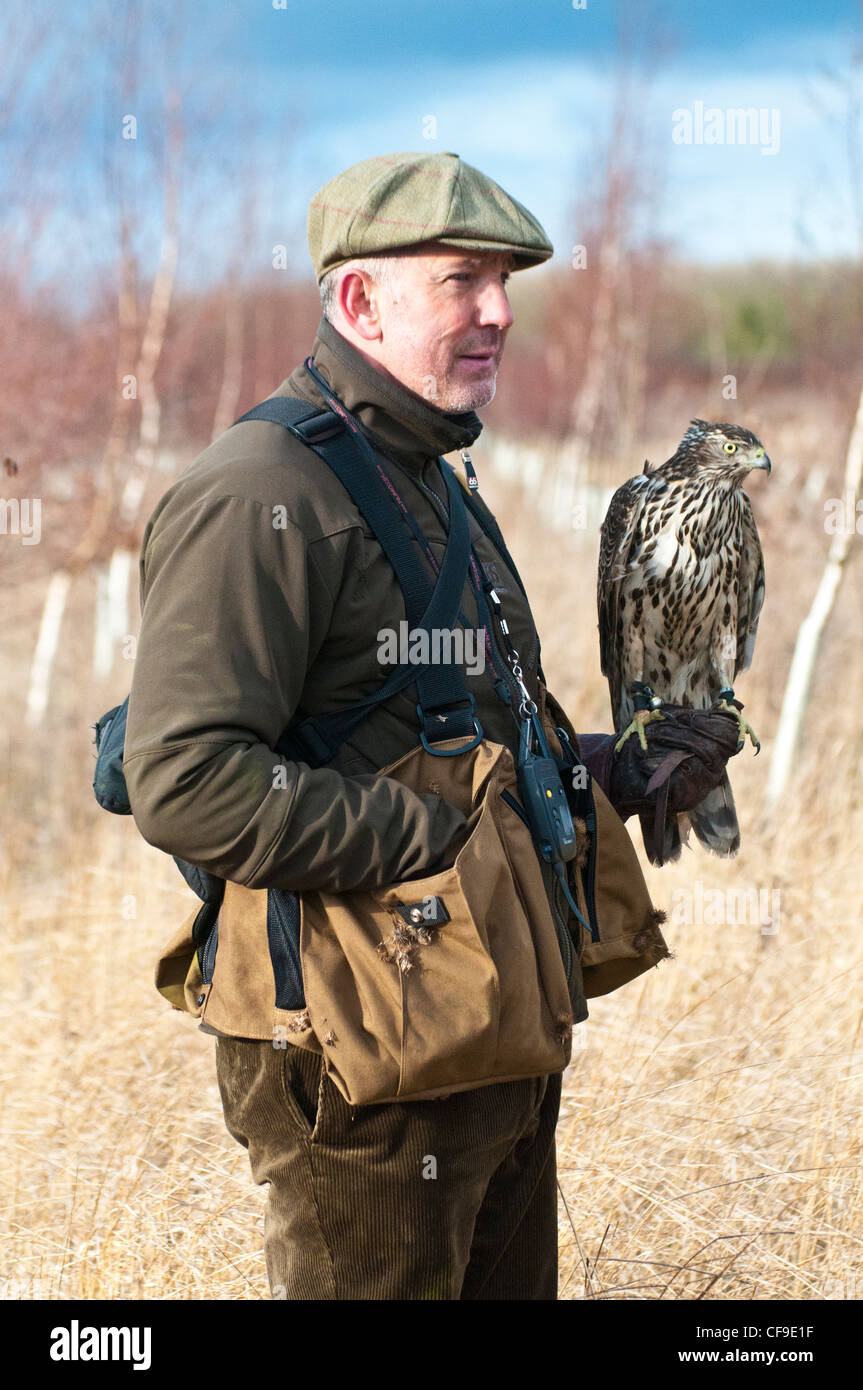 Falconer with a Goshawk hunting Stock Photo - Alamy