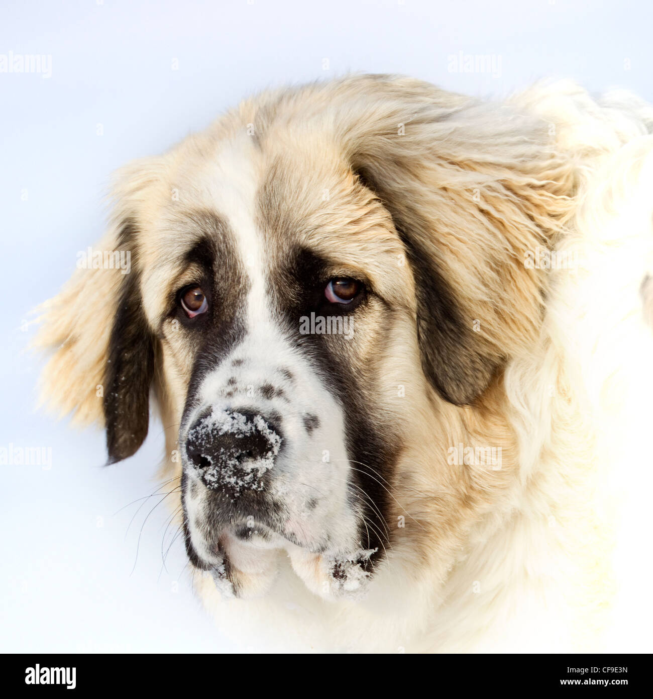 A young male Pyrenean mastiff Stock Photo - Alamy
