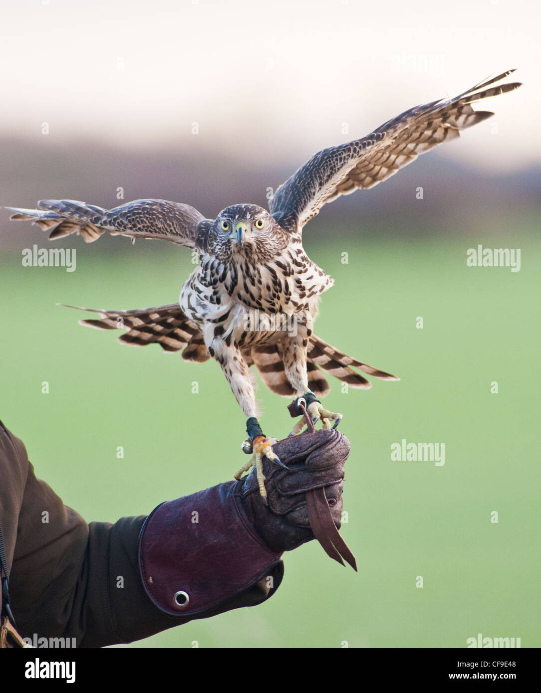 Bird falcon falconer falconry goshawk hawk hunting raptor uk bird hi ...