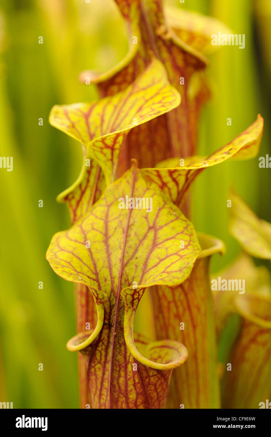 Pitcher plants, Sarracenia, red tube Stock Photo - Alamy