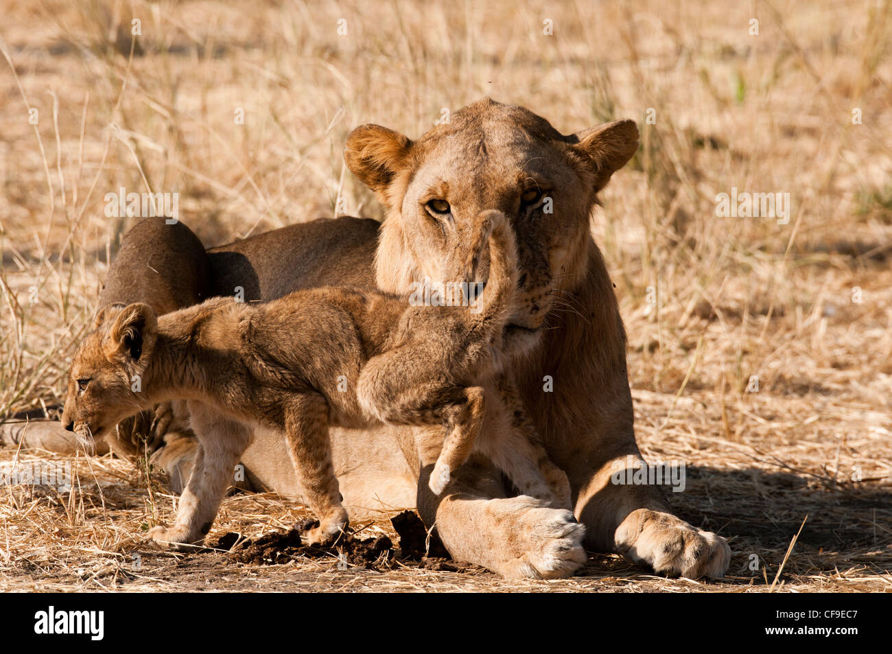 Subadult male lion hi-res stock photography and images - Alamy