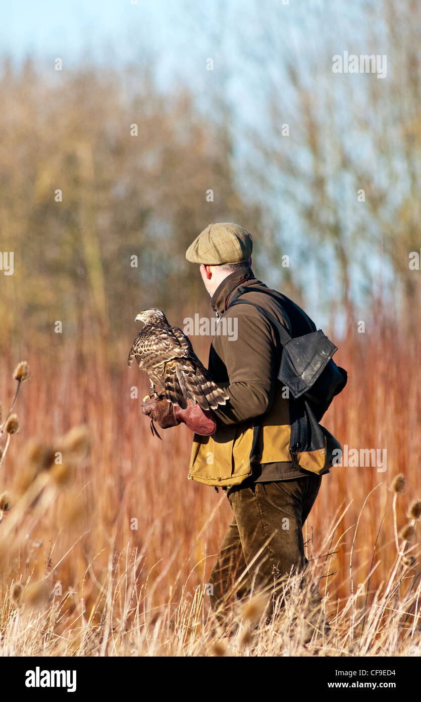 Bird falcon falconer falconry goshawk hawk hunting raptor uk bird hi ...