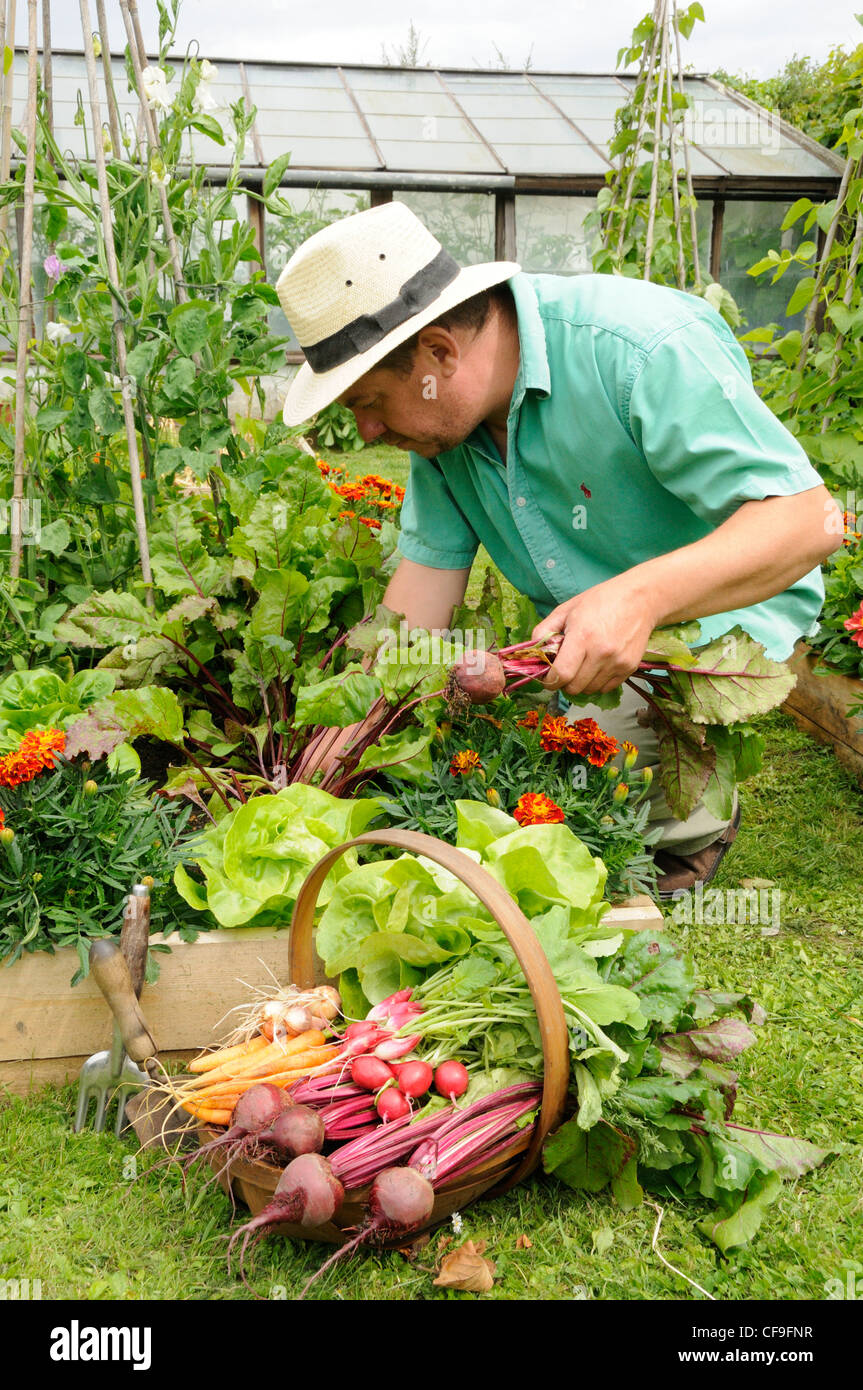 Gardener harvesting summer vegetables from raised bed vegetable plots ...