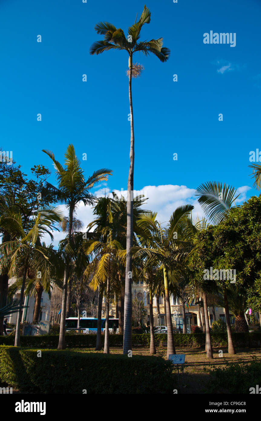 Tall Australian Alexandra palm tree in Parque de Malaga park central ...