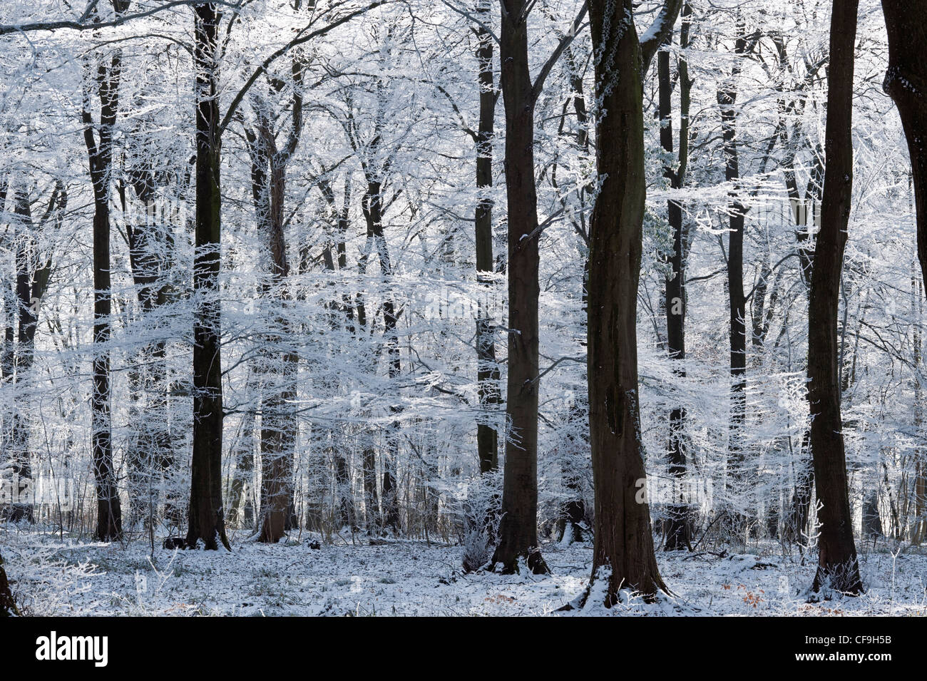 Hoar frost in landscape hi-res stock photography and images - Alamy