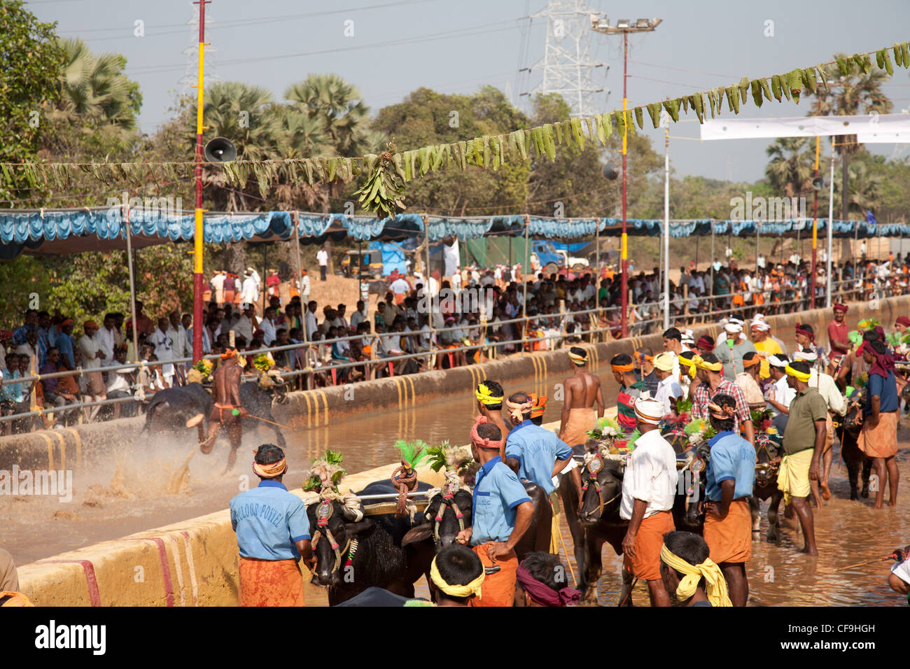 Kambala or Kamblā traditional buffalo race in muddy waters, held in ...