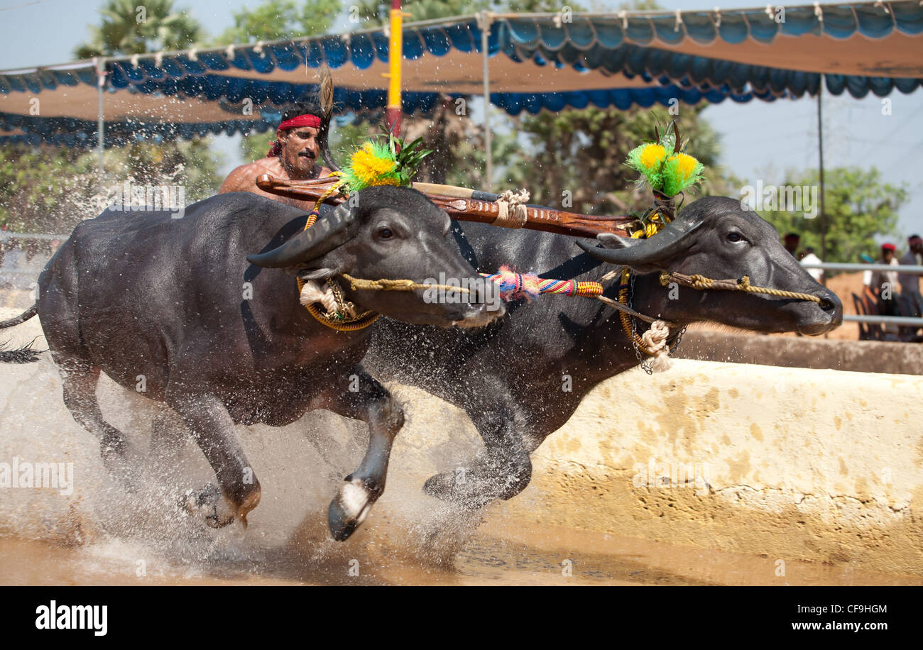 Kambala or Kamblā traditional buffalo race in muddy waters, held in ...