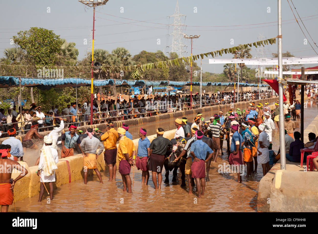 Kambala or Kamblā traditional buffalo race in muddy waters, held in ...