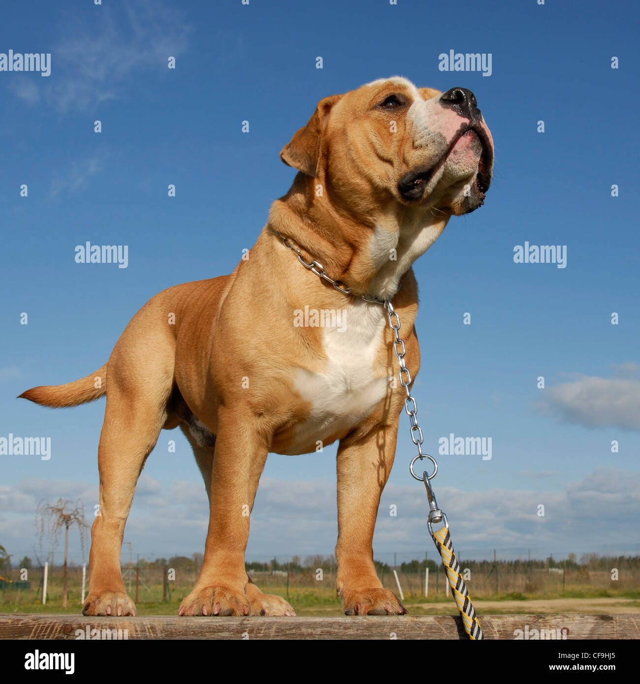 purebred continental bulldog upright on a table Stock Photo - Alamy
