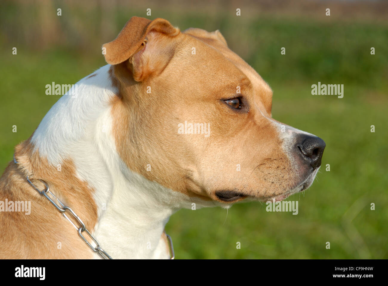 Staffordshire terrier teeth hi-res stock photography and images - Alamy
