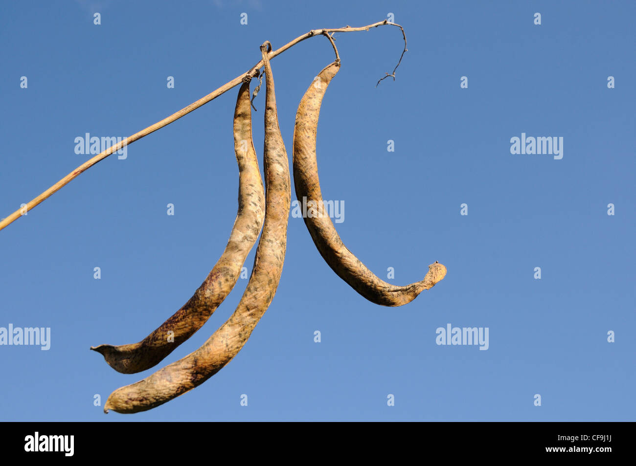 Runner bean ( white lady) pods ready for producing next years seed ...