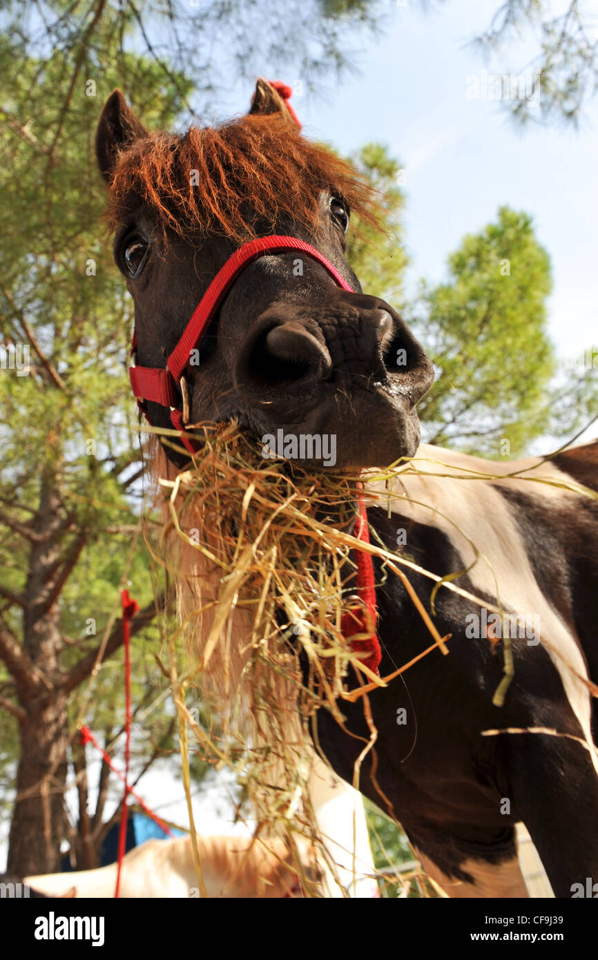 a beautiful pony eating hay in his paddock Stock Photo - Alamy