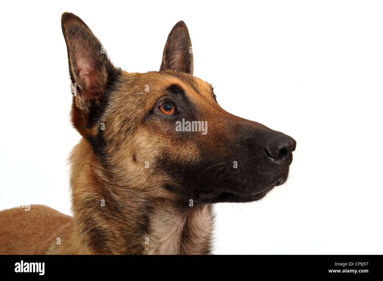 purebred belgian sheepdog malinois on a white background Stock Photo ...