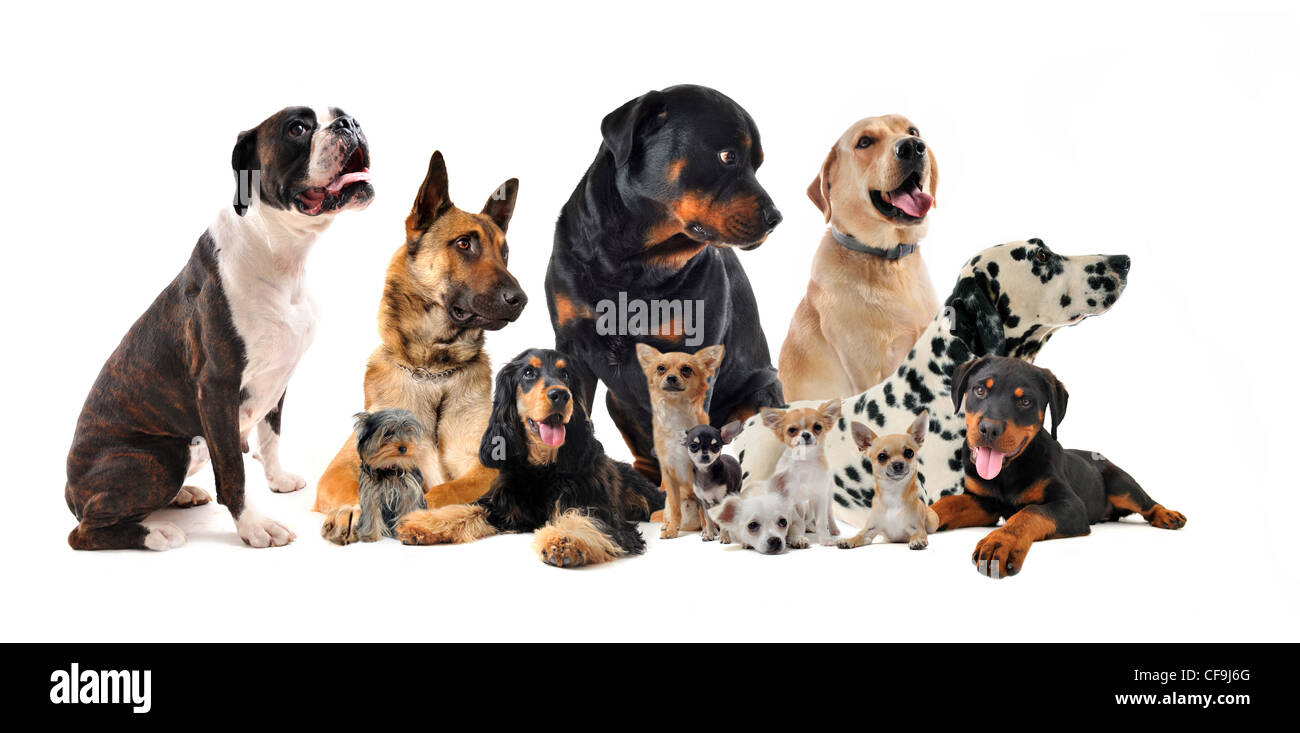 purebred little and large dogs in a white background Stock Photo - Alamy