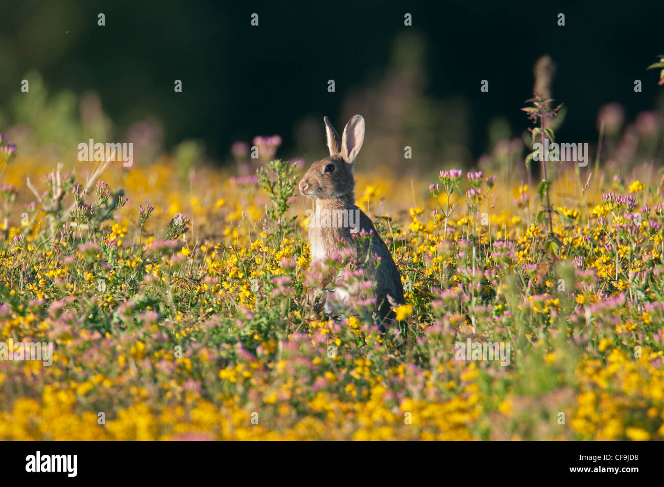 Uk wild rabbits hi-res stock photography and images - Alamy