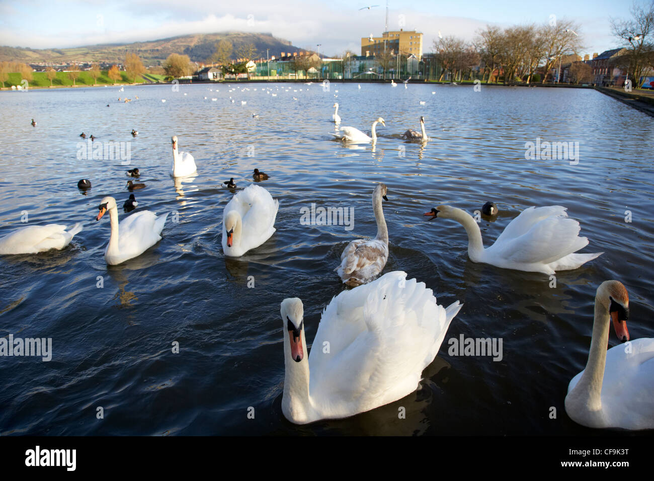 Irish swans swan hi-res stock photography and images - Alamy