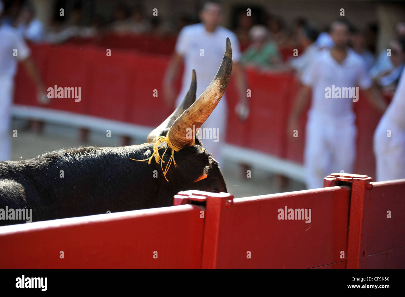 horns of bull in the bullfight arena running near men Stock Photo - Alamy
