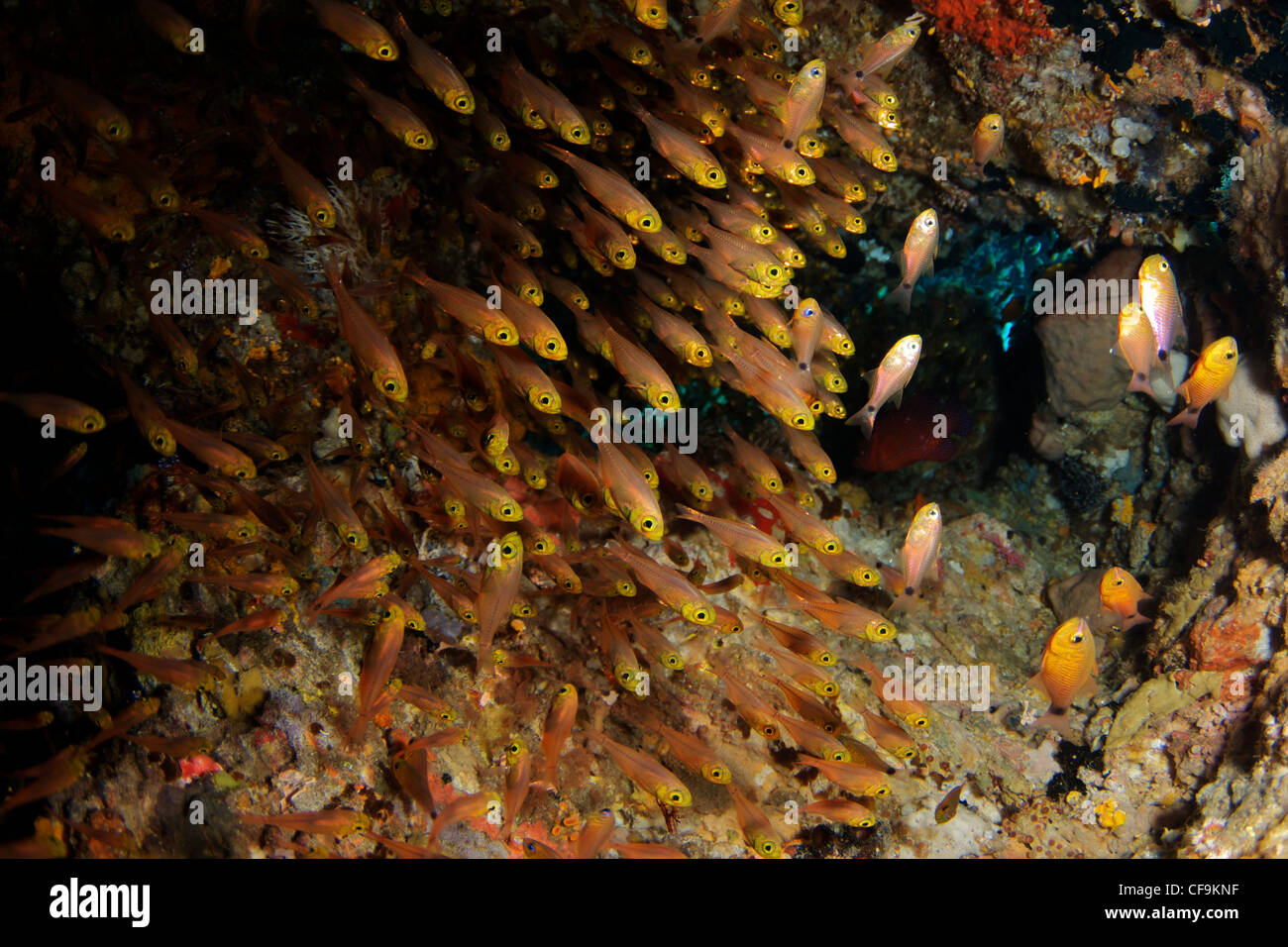 Golden Sweeper (Parapriacanthus ransonneti) Raja Ampat, Indonesia Stock ...