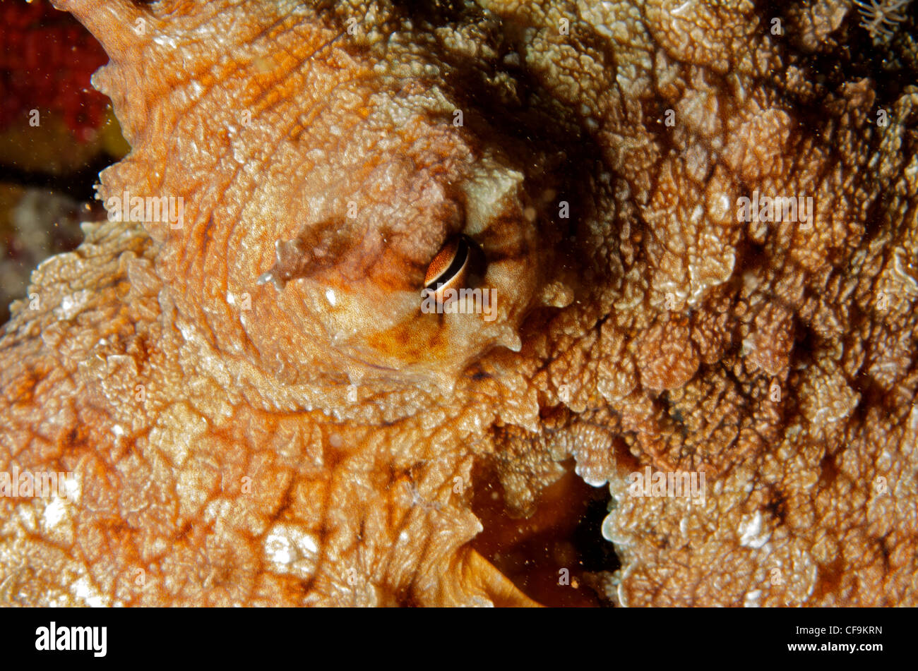 Octopus (Octopoda) Closeup of angry octopus - his bad humour made ...