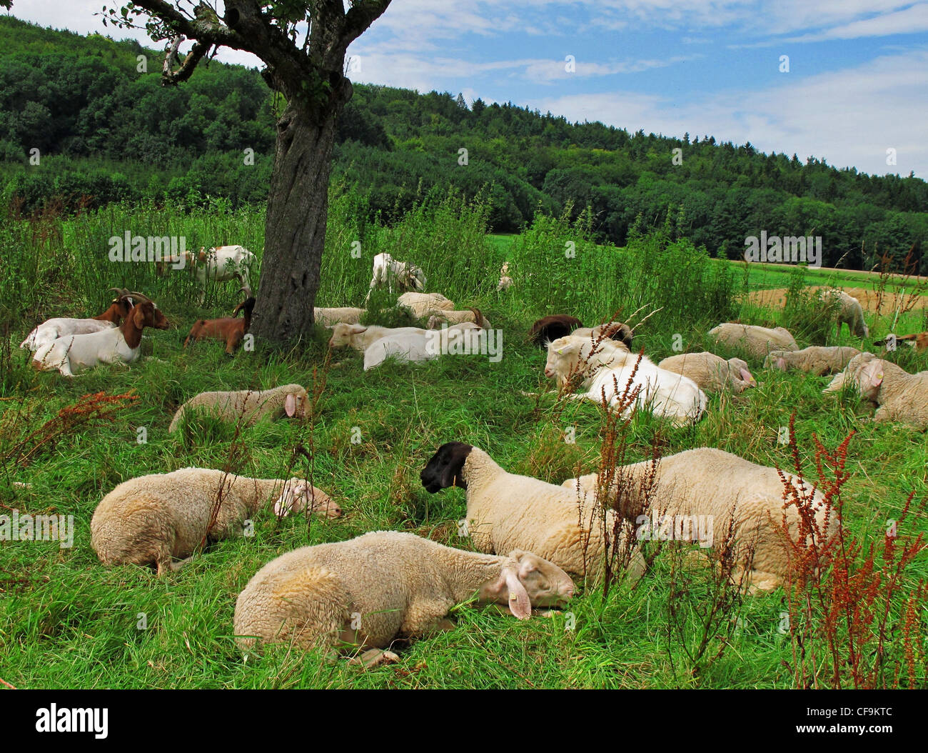 Stoves ranges hi-res stock photography and images - Alamy