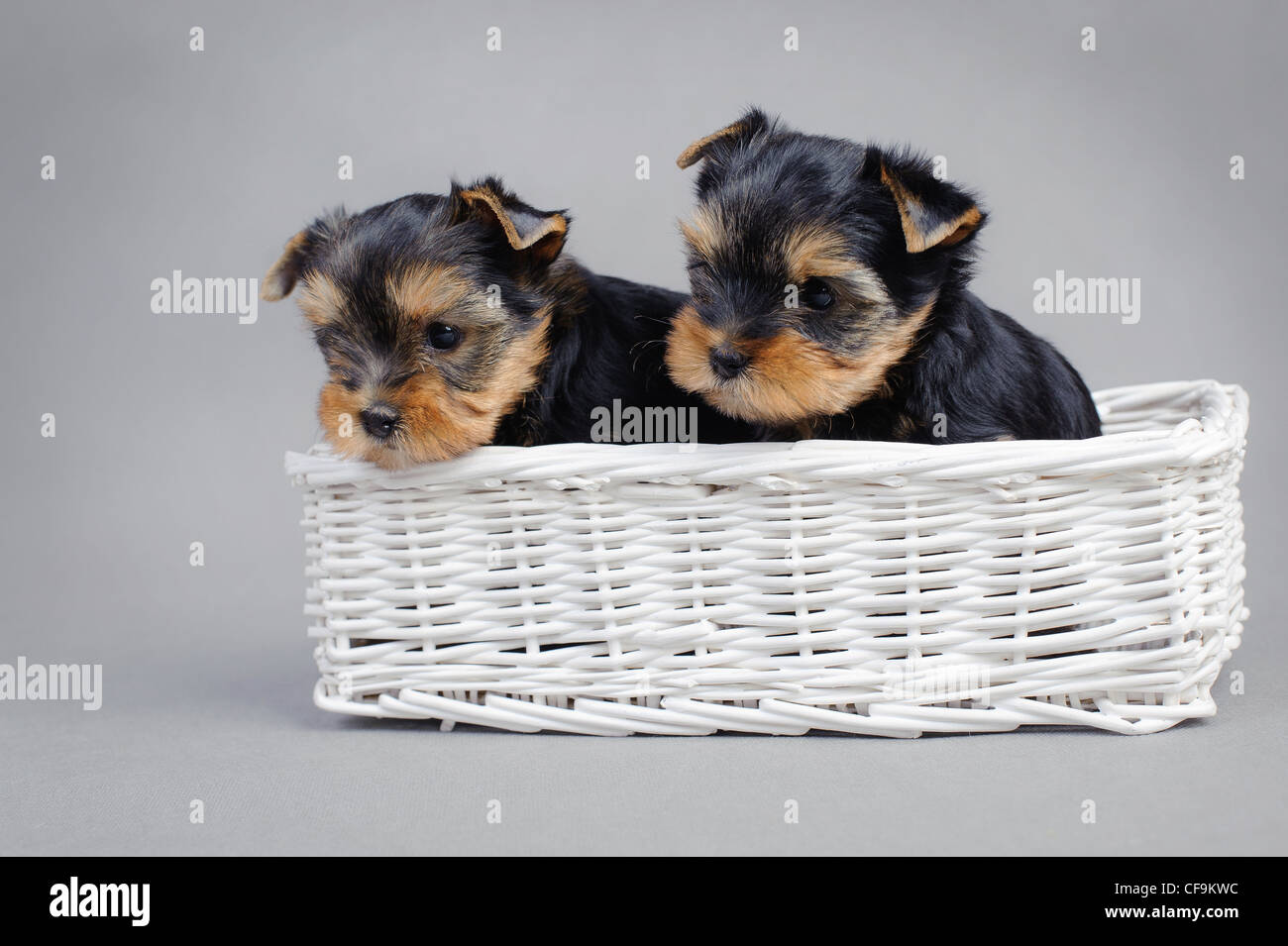 Yorkie puppies hi-res stock photography and images - Alamy