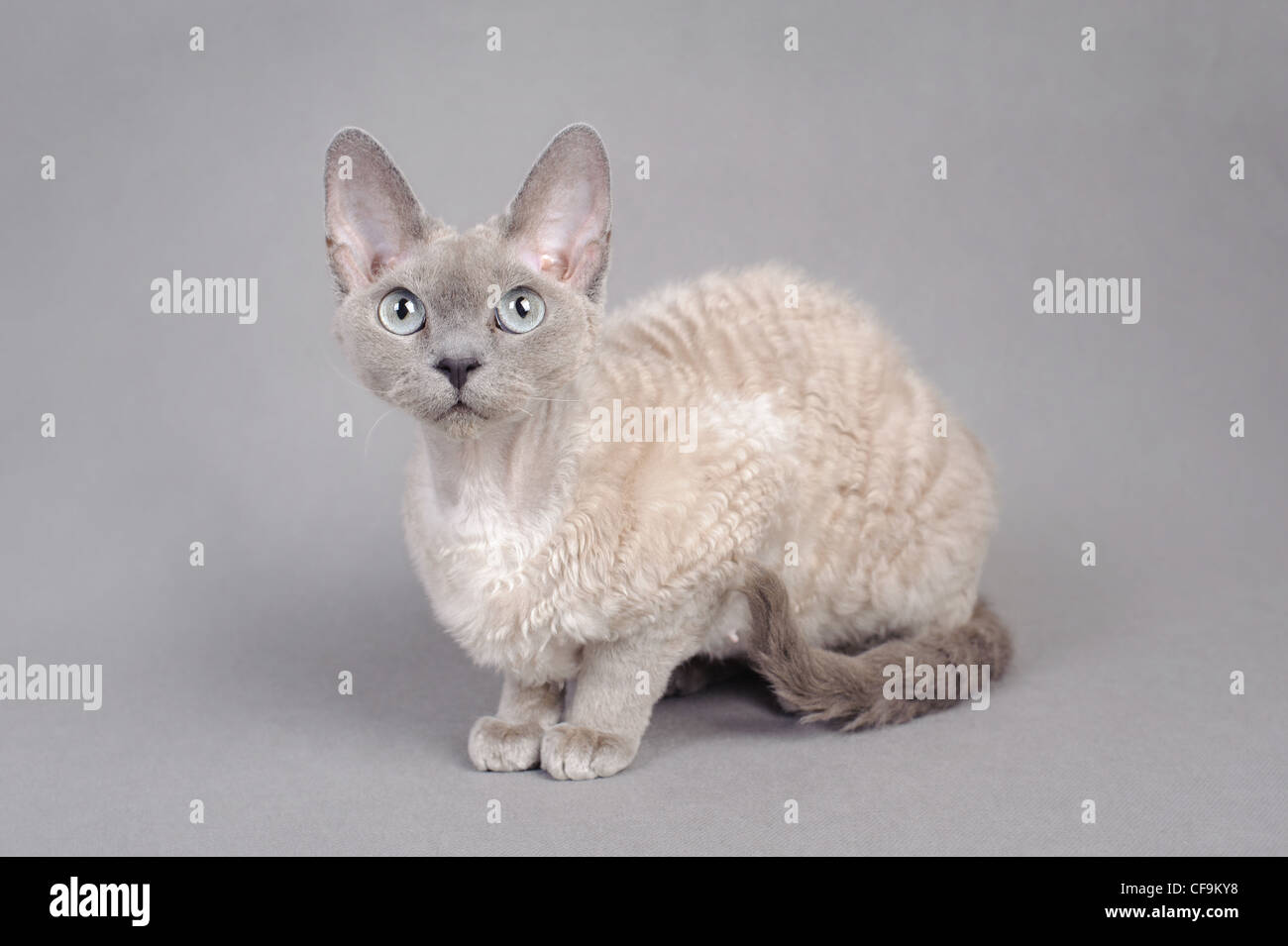 Devon rex hi-res stock photography and images - Alamy