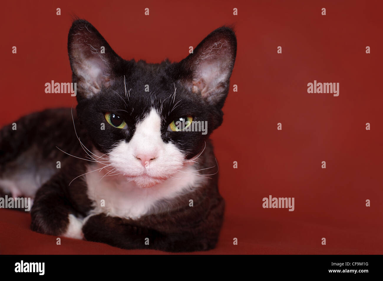 Devon rex hi-res stock photography and images - Alamy