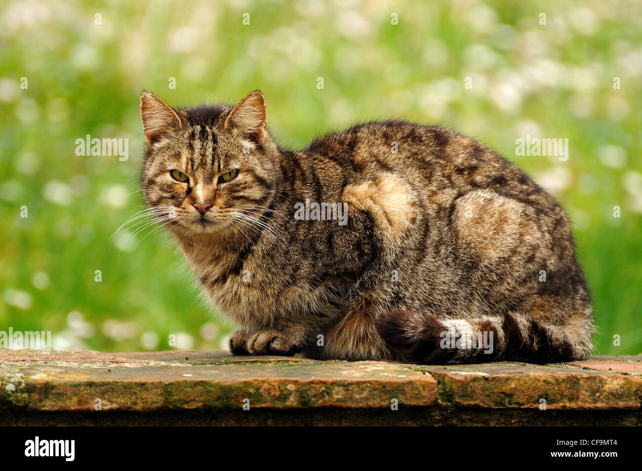 A nice portrait of a beautiful cat Stock Photo - Alamy
