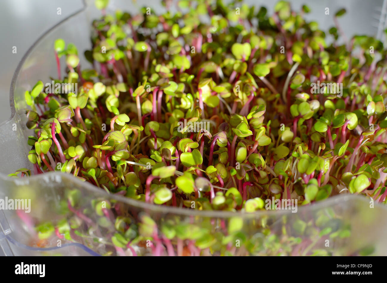 Food example hi-res stock photography and images - Alamy