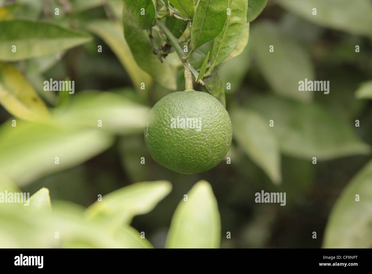 Unripened single lime fruit on the tree surrounded by leaves Stock ...