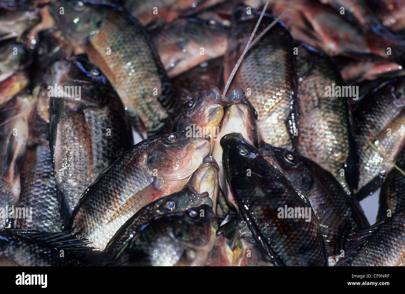 South Pacific, Fiji, Suva market, fish on stall in market Stock Photo ...