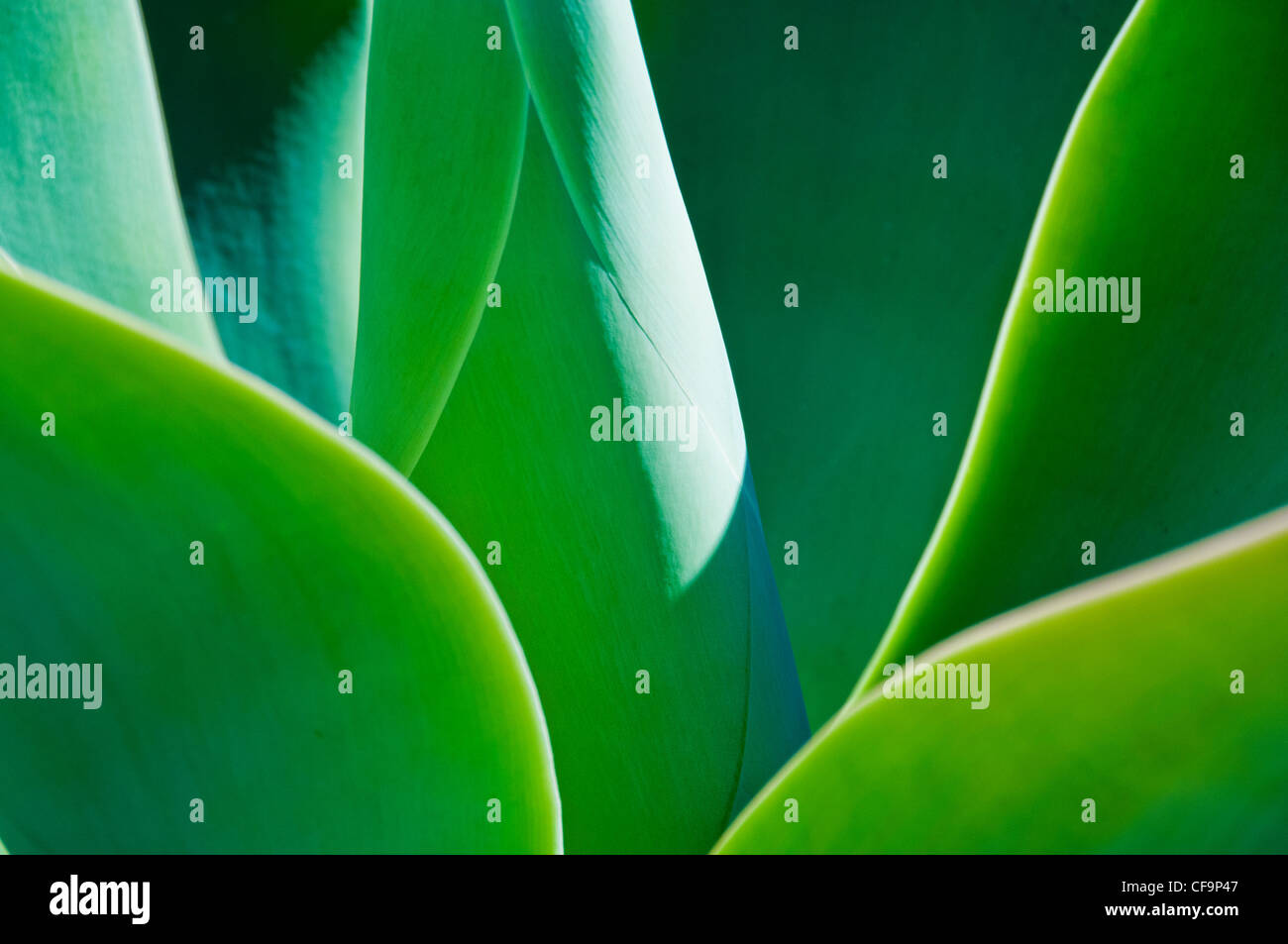 Agave leaves hi-res stock photography and images - Alamy