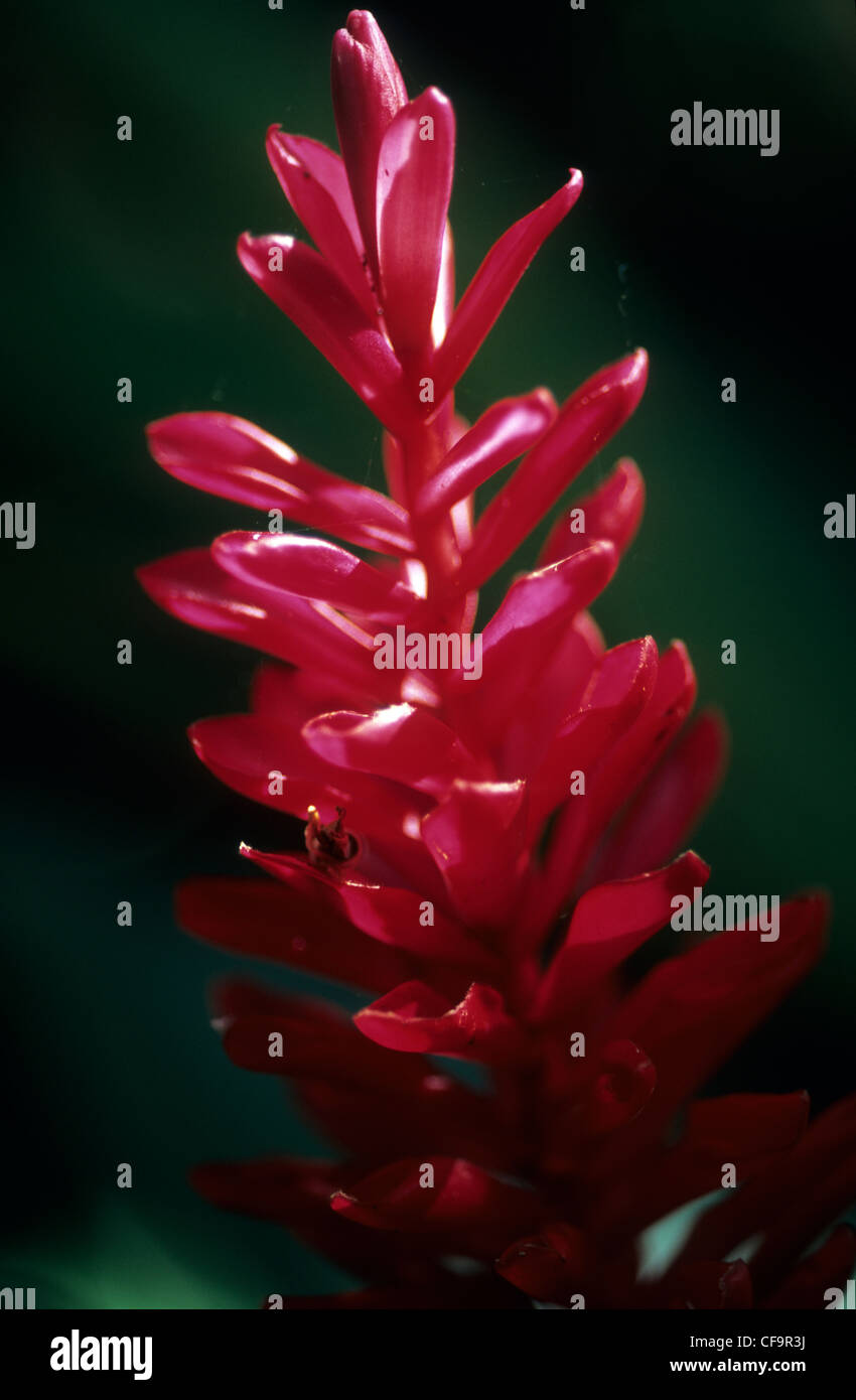 South Pacific, Fiji, native flora, the red ginger flower Stock Photo ...