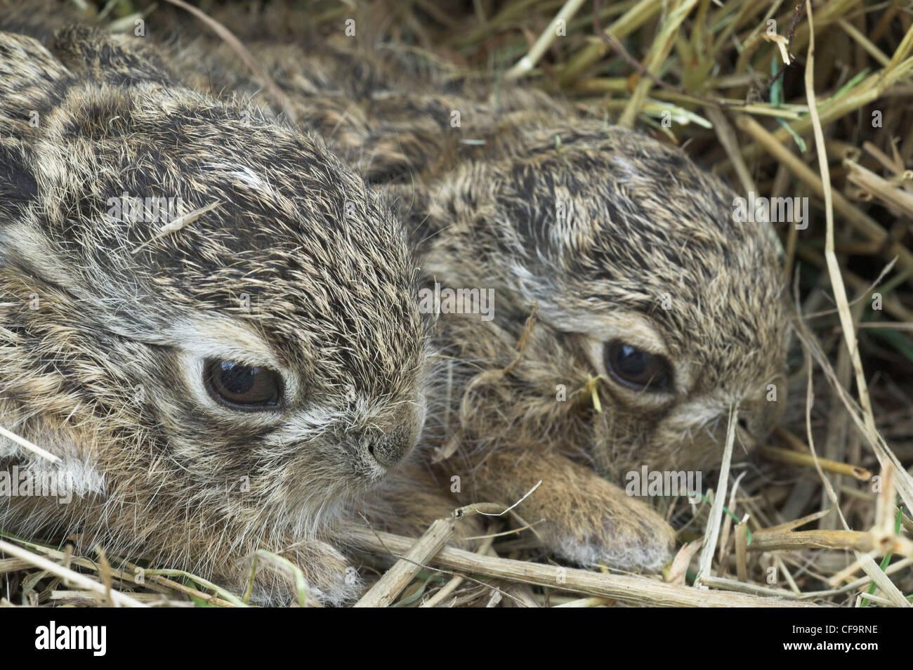 Leverets, baby Brown Hares (lepus europaeus), sheltering in rough ...