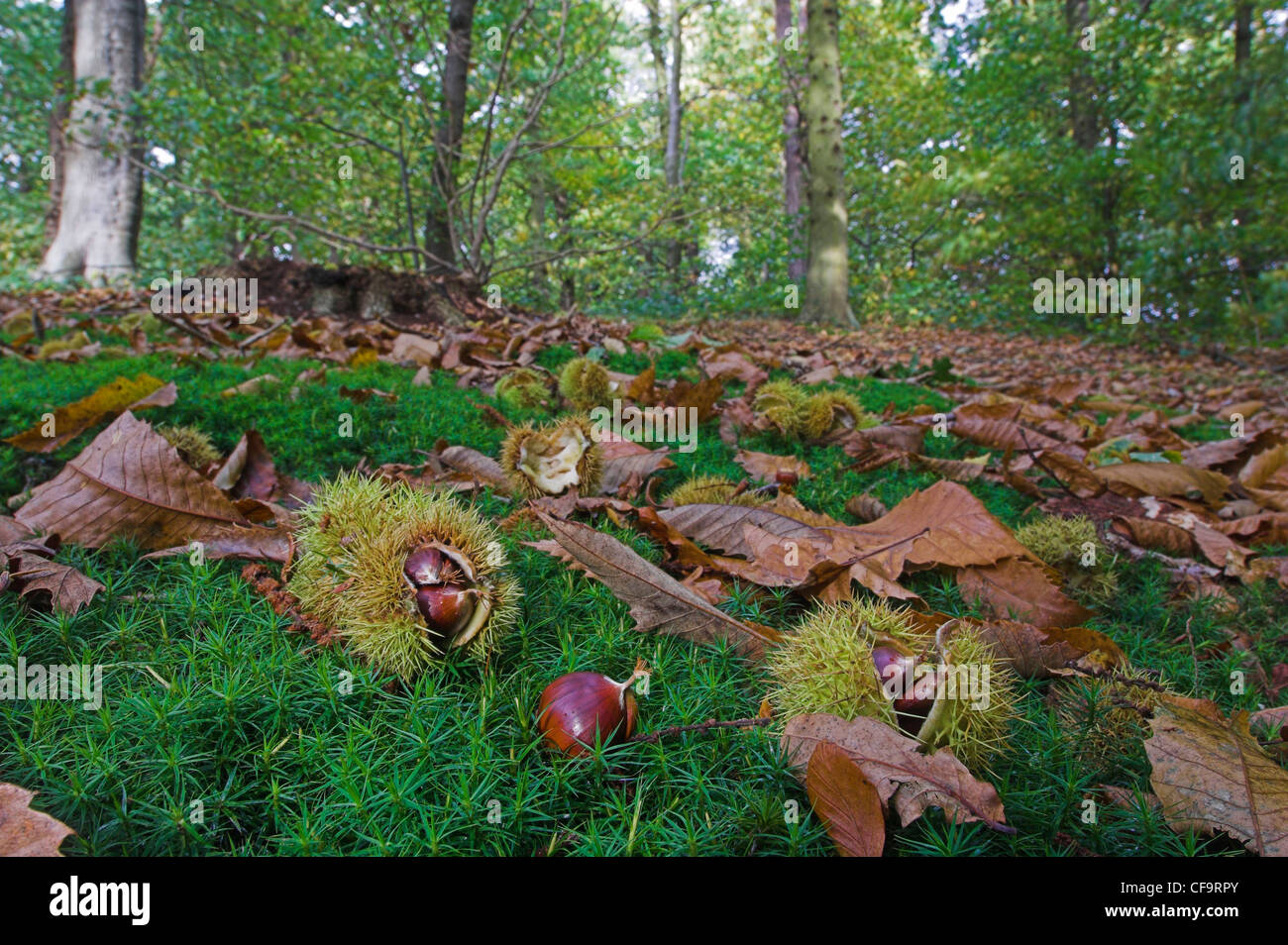 Sweet Chestnut (castanea savita) nuts & leaves on woodland floor ...