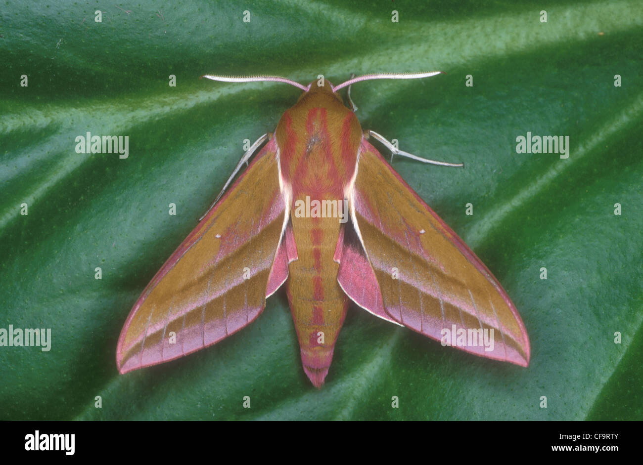 Pink hawk moth hi-res stock photography and images - Alamy