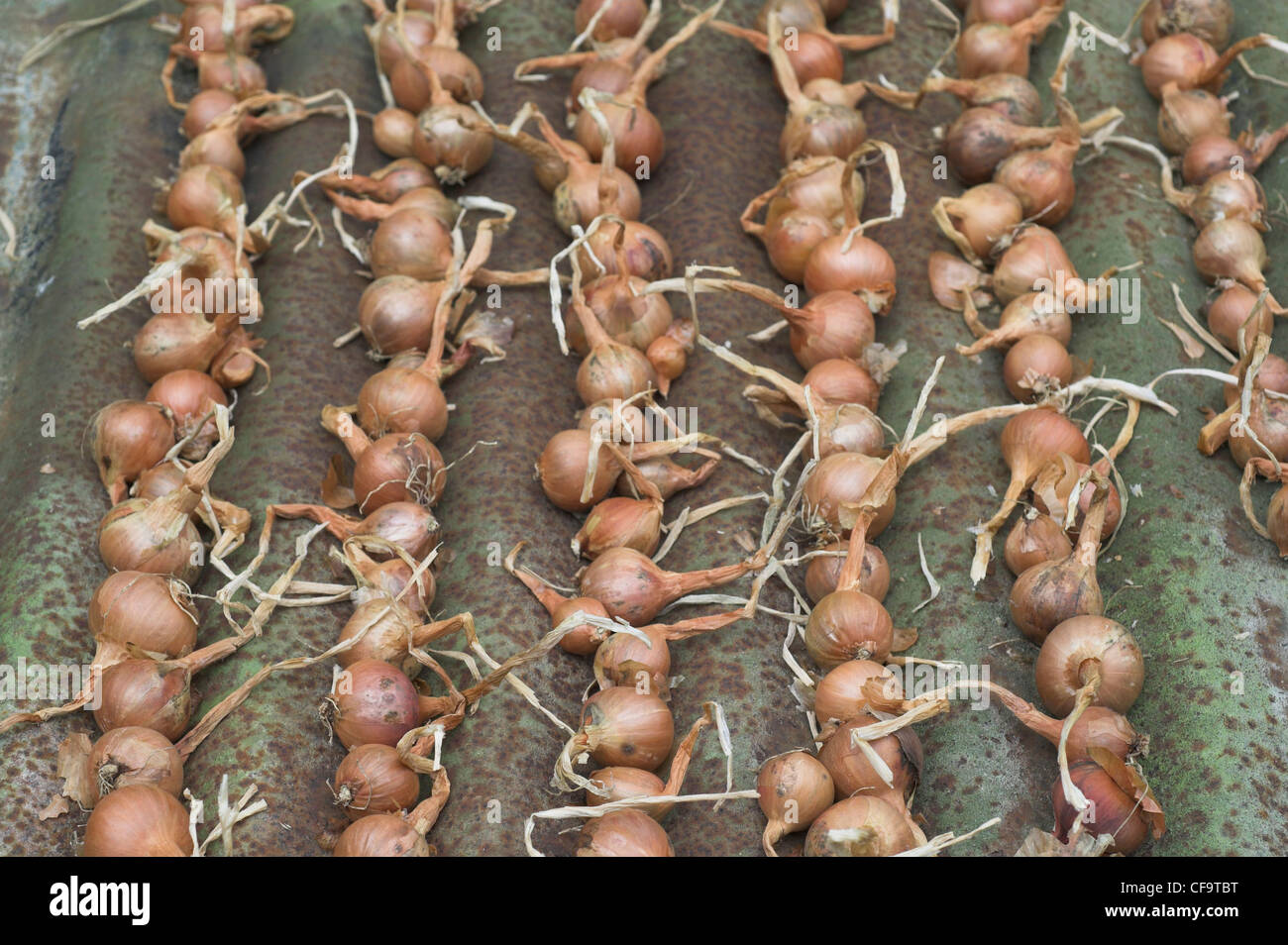 Shallots drying on corrugated iron Stock Photo - Alamy