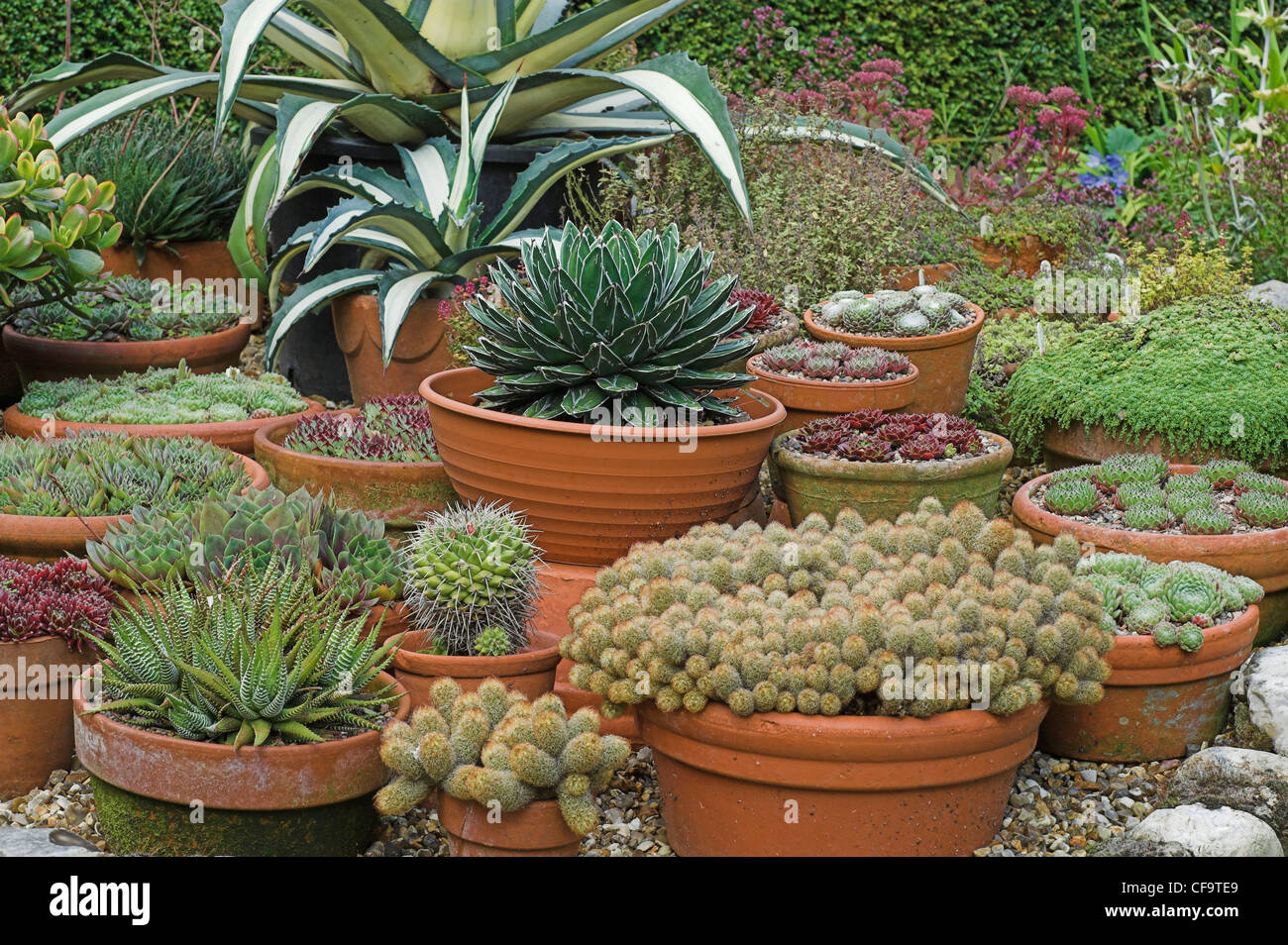 Sempervivums hi-res stock photography and images - Alamy